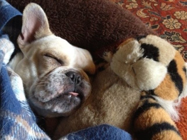16 Unbelievably Adorable Puppies Sleeping With Their Stuffed Animals ...