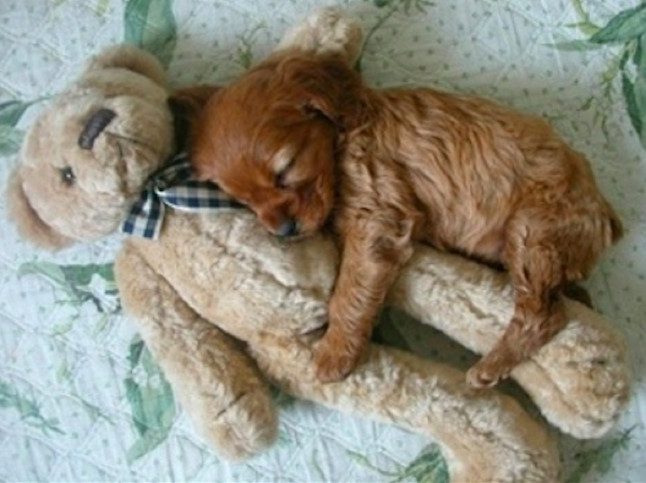 16 Unbelievably Adorable Puppies Sleeping With Their Stuffed Animals ...