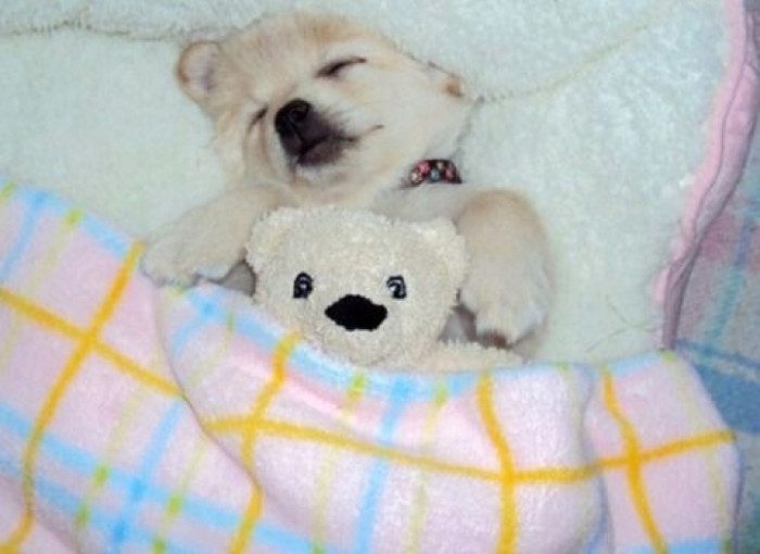 16 Unbelievably Adorable Puppies Sleeping With Their Stuffed Animals ...