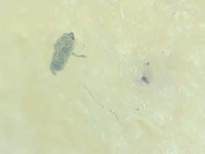 These Scientists Studied Chicken McNuggets Under A Microscope. You Will ...