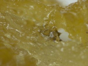 These Scientists Studied Chicken McNuggets Under A Microscope. You Will ...