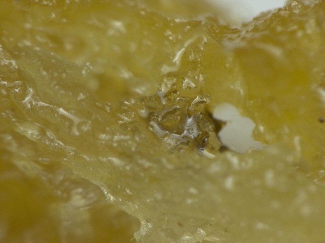 These Scientists Studied Chicken McNuggets Under A Microscope. You Will ...