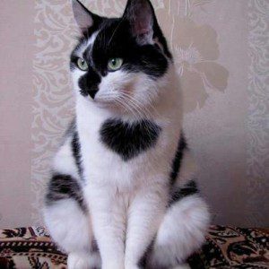 25 Cats That Have The Most Unique Fur Patterns In The World | Stuff Happens