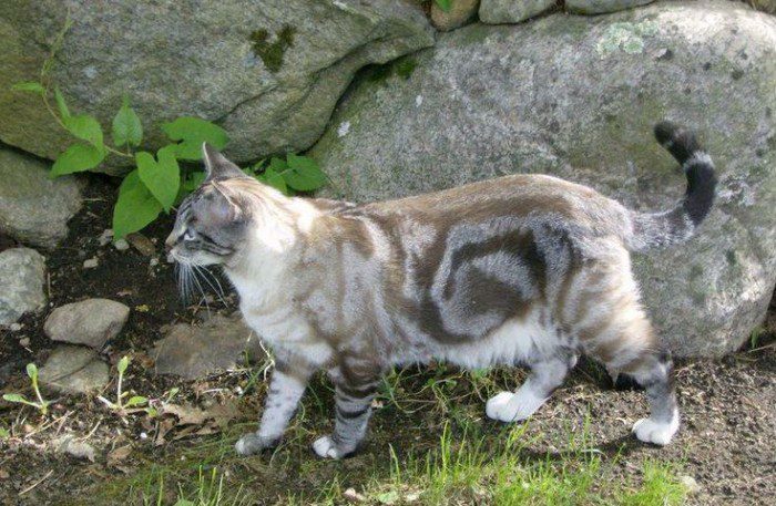 25 Cats That Have The Most Unique Fur Patterns In The World | Stuff Happens