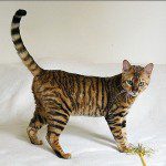 25 Cats That Have The Most Unique Fur Patterns In The World | Stuff Happens