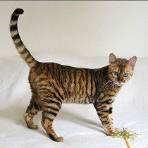 25 Cats That Have The Most Unique Fur Patterns In The World | Stuff Happens
