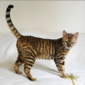 25 Cats That Have The Most Unique Fur Patterns In The World | Stuff Happens
