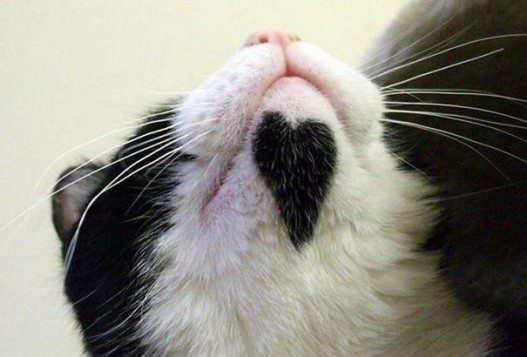 25 Cats That Have The Most Unique Fur Patterns In The World | Stuff Happens