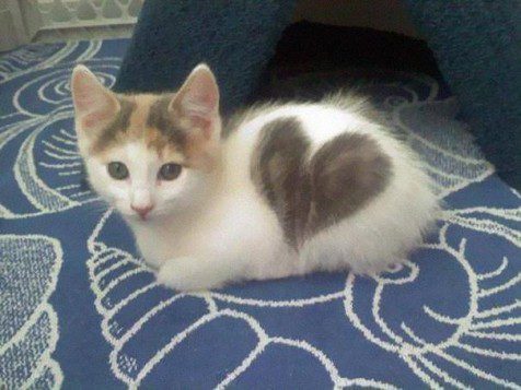 25 Cats That Have The Most Unique Fur Patterns In The World | Stuff Happens